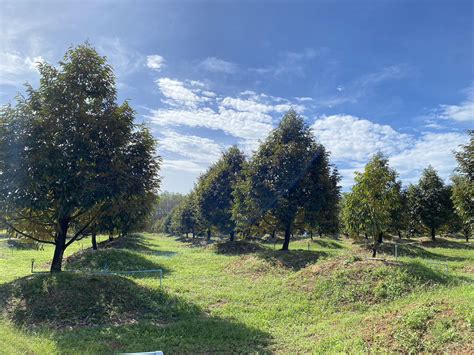 สวนทุเรียน จังหวัดจันทบุรี Ennxo