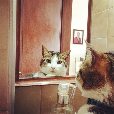 Espejito Espejito Quien Es El Gato Mas Bonito 😻😻 Mozart Los Gatos