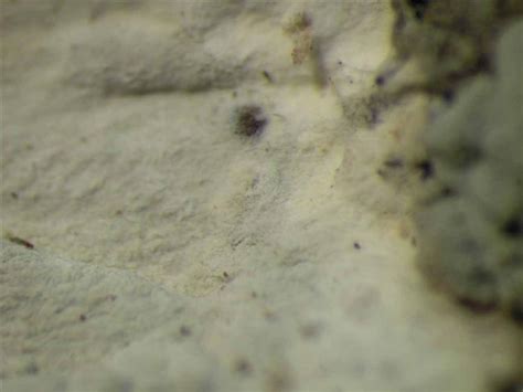 Cryptothecia Scripta Pictures Of Tropical Lichens