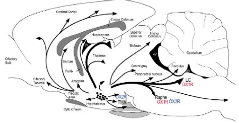 Figure 110 From The Oscillating Lateral Hypothalamus And The Orexinergic System Semantic Scholar