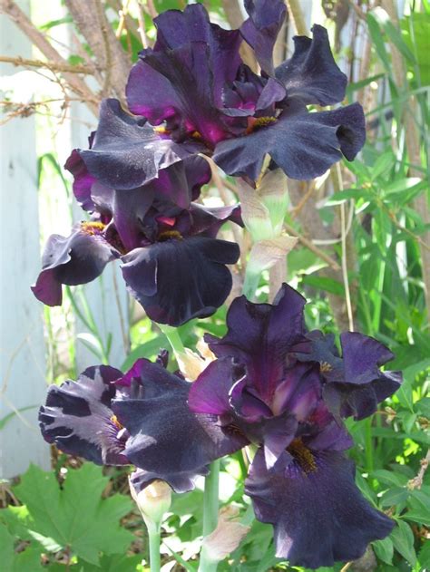 667 Best Images About Iris On Pinterest Gardens Bearded Iris And Rodeo Girls