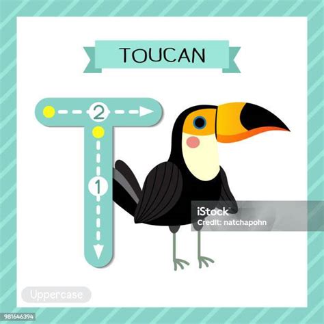 편지 T 대문자 추적 투 칸 새 서 0명에 대한 스톡 벡터 아트 및 기타 이미지 0명 건강관리와 의술 공부 Istock