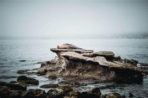 A Sea Lion Sleeping On A Rock In The Ocean Photo Free San Diego Image
