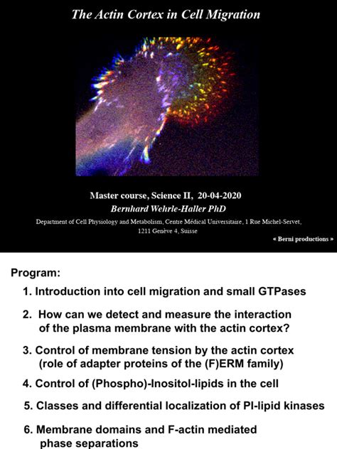 Actin Cortex In Cell Migration 2020 Pdf Integrin Cell Migration Actin Cortex In Cell Migration 2020 Pdf Integrin Cell Migration