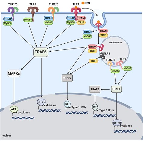 Frontiers Tlr4 Cross Talk With Nlrp3 Inflammasome And Complement Signaling Pathways In