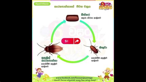 ඔබගේ දරුවාට සතුන්ගේ ජීවන තත්ත්වය මේ වගේ වටිනා වීඩියෝ නැරඹීමට මගේ චැනල් එක Subscribe කරගන යන්න