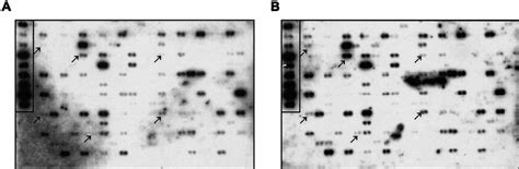 Cdna Microarray Analysis Of Gene Expression In Response To C Download Scientific Diagram