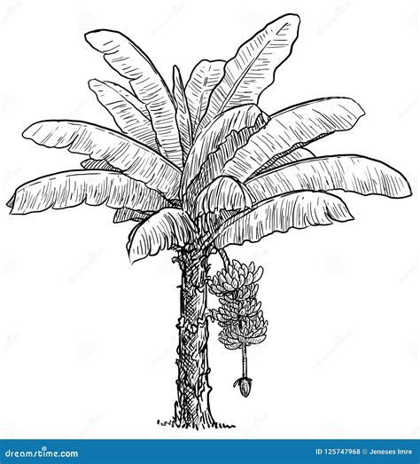 How To Draw Banana Trees