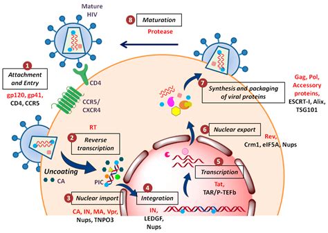 15 Hiv Viral Replication Yang Indah