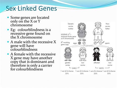 Ppt Genetics Powerpoint Presentation Free Download Id1818668