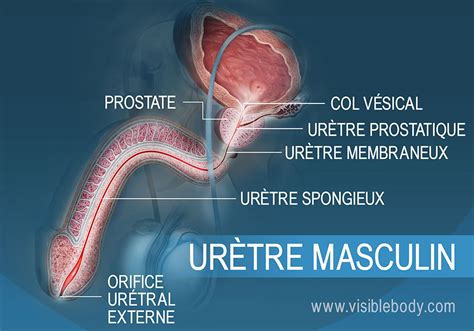 Fosse De Lurètre Masculin Anatomie De Lurètre Pgdtpv