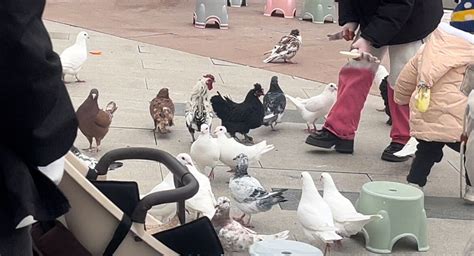 这不是鸡吗？？🐔 搞七捻三 Linux Do