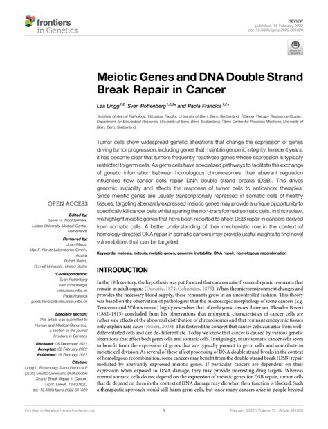 Pdf Meiotic Genes And Dna Double Strand Break Repair In Cancer