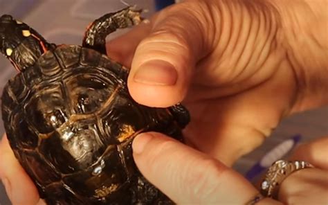Turtle Shell Rot Pictures Treatment And Prevention Turtleholic