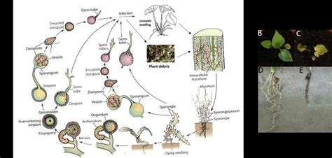 7 Disease Cycle Of Pythium Myriotylum Adapted From Agrios 2005