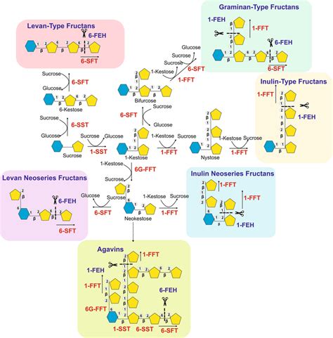 Model For Fructan Biosynthesis In Plants Modified From Tarkowski Et