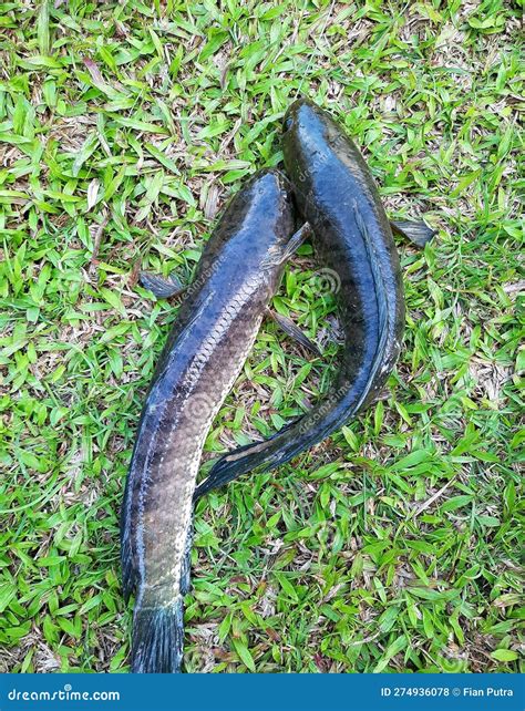 Snakehead Fish Halal At Katherine Grayson Blog