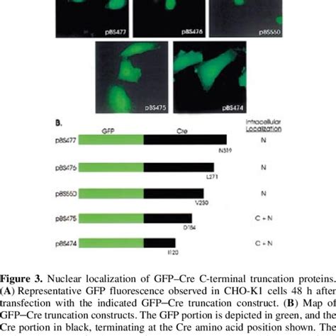 Nuclear Localization Of Gfp Cre C Terminal Truncation Proteins A Download Scientific Diagram