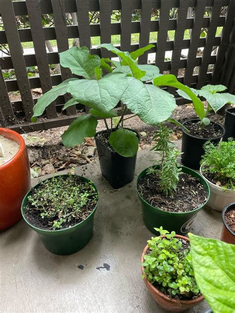 Japanese Eggplant Rgarden