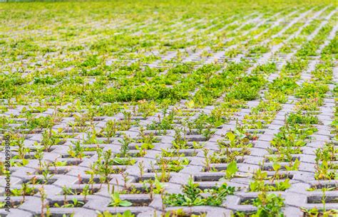 Green Grass Growing Through The Cobble Stones Outdoor Garden Flooring