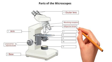 Microscope Diagram Unlabeled