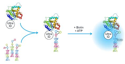 Proximity Labeling Del Selection Without Capturing The Target X Chem