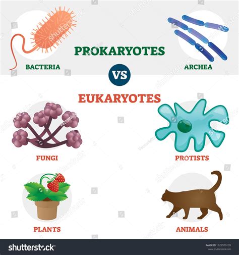 Eukaryote Vs Prokaryote Cell Type Organisms Educational Set With Bacteria Archea Fungi