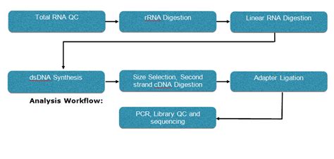Circular RNA Sequencing Service At Best Price In Hyderabad ID
