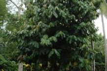 Cocoa Bean Health Benefits