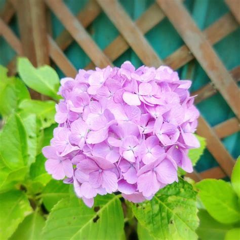 中田有紀さんのインスタグラム写真 中田有紀Instagram 早雲山駅にあるcu mo箱根で綿菓子がのったスムージーをいただく 青空