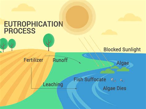 How Does Eutrophication Work Causes Process And Examples Earth How