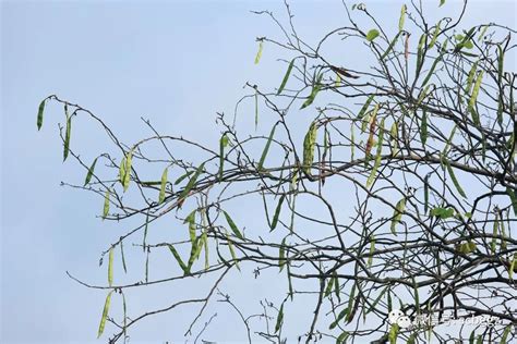 油菜的果实为荚果 油菜是什么果实类型 油菜花结的果实是什么 大山谷图库