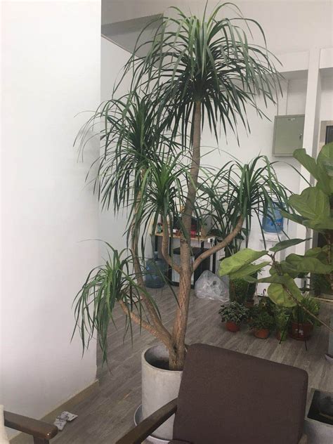 龙须兰图片大全 盆栽 龙须铁图片大全大图 第2页 大山谷图库