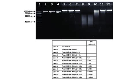 Increasing Cleavage Degradation Of Plasmid Dna By R Cu In The Presence Download Scientific