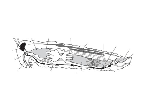 Grasshopper Dissection Labeling Quiz