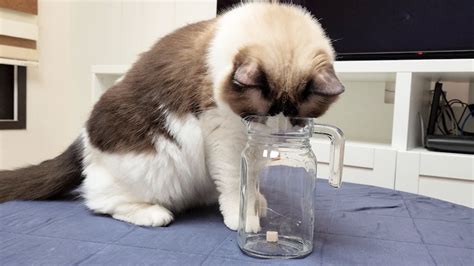 고양이 두뇌 테스트 컵에서 간식 꺼내먹기🤣 Youtube