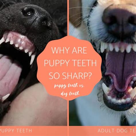 Do Dogs Teeth Fall Out With Age