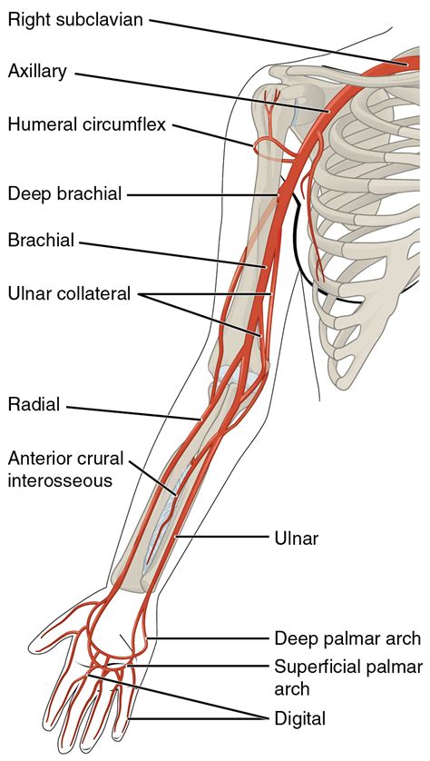 Circulatory Pathways · Anatomy And Physiology