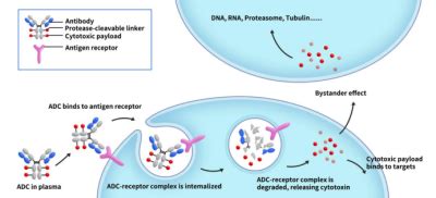 About ADC Toxins Everything You Need To Know DIMA Biotechnology