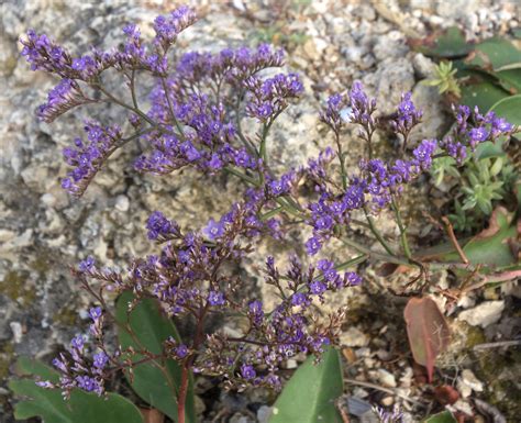 Limonium scoparium - Изображение особи - Плантариум