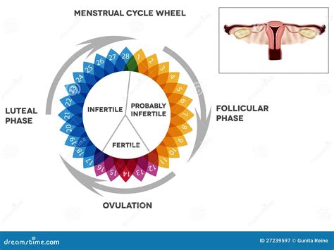 Menstrual Cycle Endometrium And Hormone Cartoon Vector 55226389