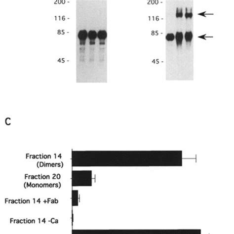 Homophilic Binding Activity Of Monomeric Vs Dimeric Forms Of Cec 1 5