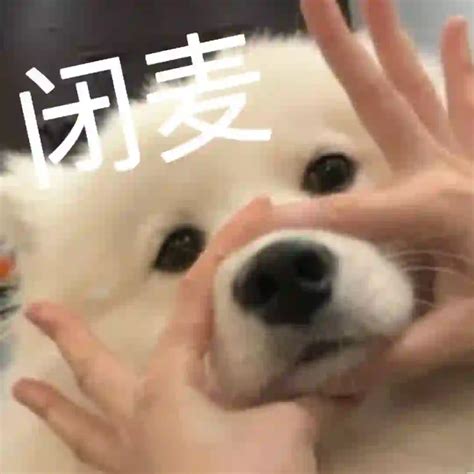 家人们,有沙雕表情包可以跟我分享一下吗? 家人们,有沙雕表情包可以跟我分享一下吗?