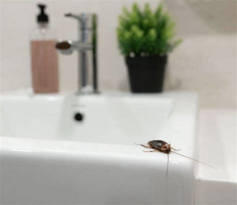 Cockroach Extermination Beckys Pest Solutions