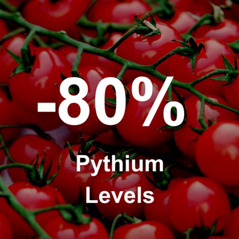 Nanobubble Research How Nanobubbles Improve Greenhouse Tomato Crops Nanobubble Research How Nanobubbles Improve Greenhouse Tomato Crops