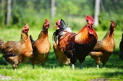 鸡摄影图 其他生物 生物世界 摄影图库 昵图网