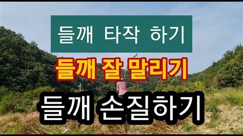 들깨 수확 쉽게 하기 들깨 잘 말리기 Youtube