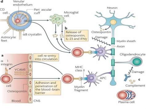 Novel Biomarkers In Multiple Sclerosis Pdf Brain And Nervous System Disorders Diseases And