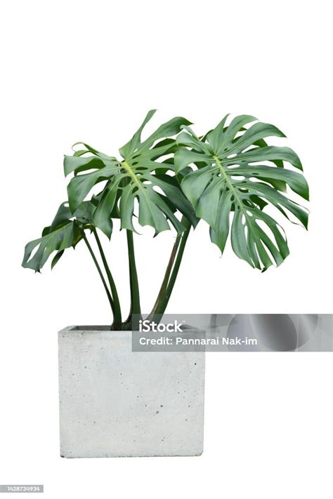 Monstera Deliciosa 과일 샐러드 식물 Tarovine Split 잎 Philodendron 또는 스위스 치즈 식물은 흰색 배경에 고립 된 냄비에서 자라며