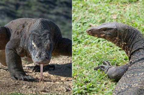 Water Monitor Lizard Vs Komodo Dragon